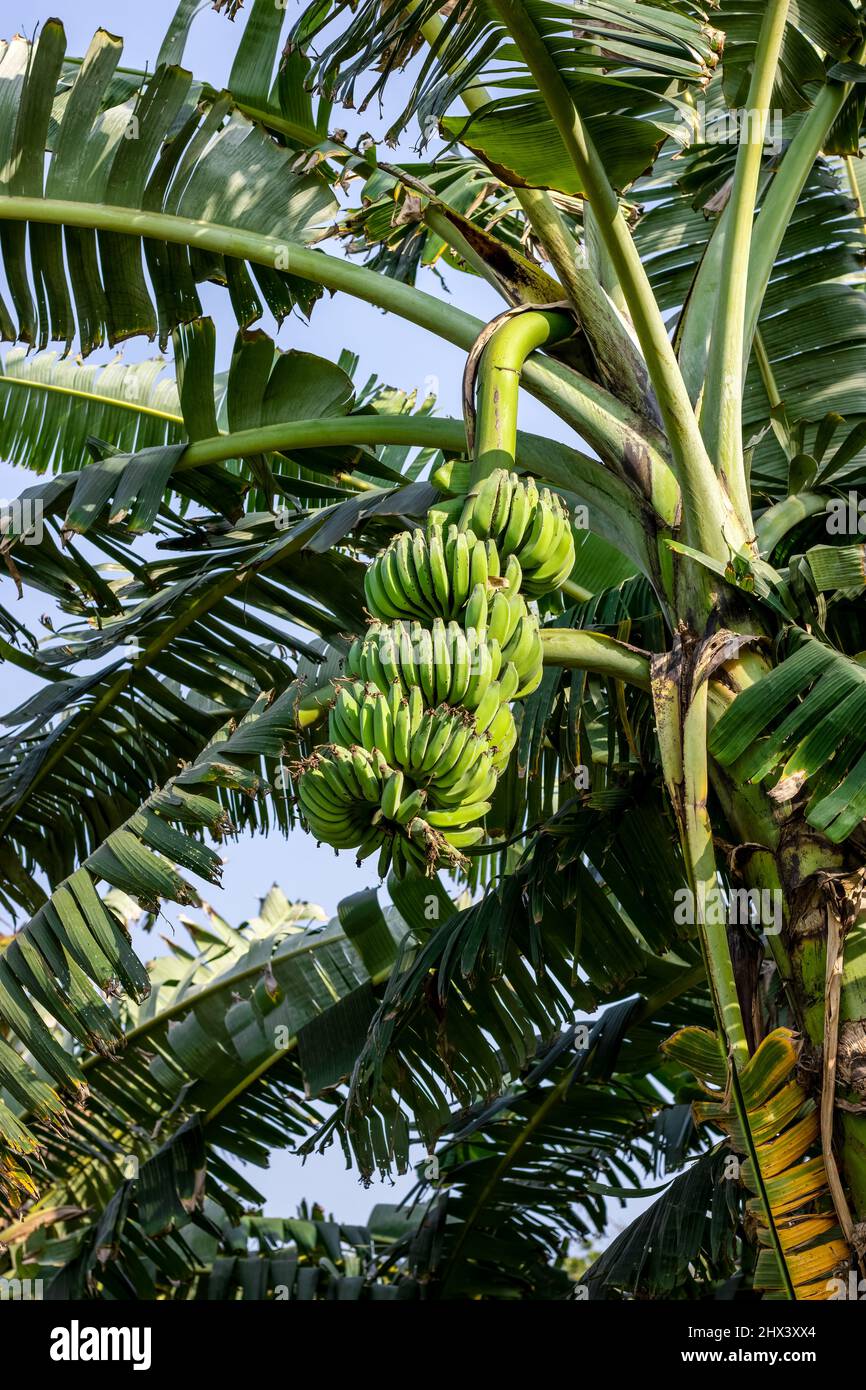 Organic young growing banana on the tree in the garden Stock Photo - Alamy