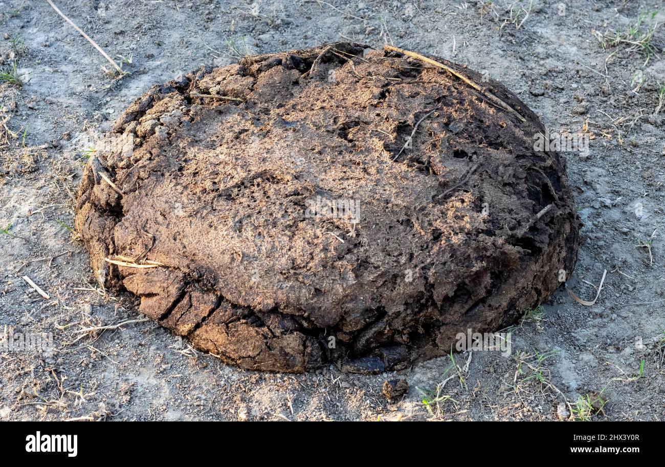 A pile of stored cow dung on the ground for organic fertilizer Stock ...