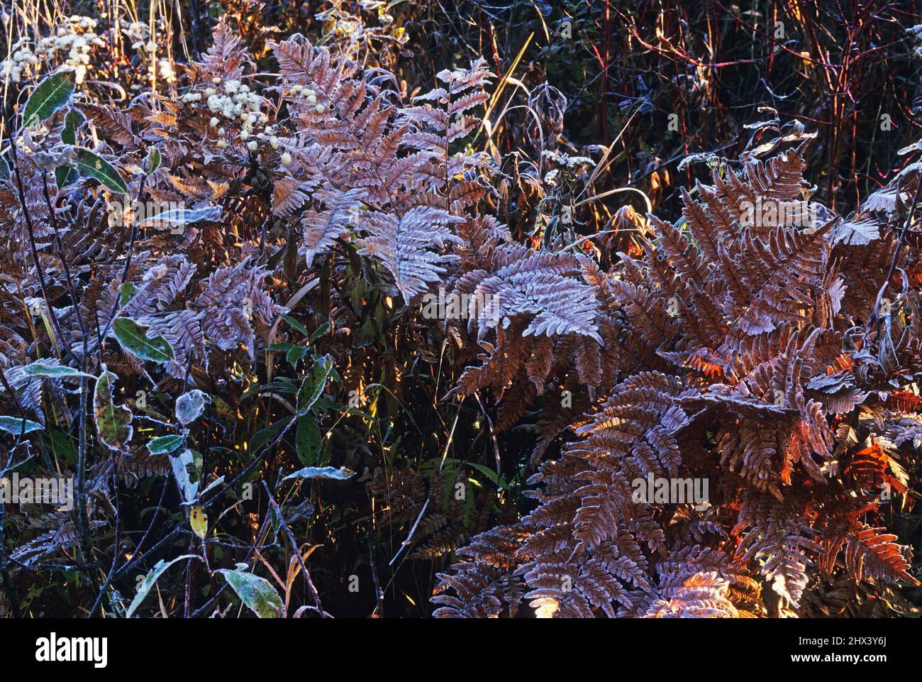 Bracken fern with morning frost Woodstock Vermont Stock Photo - Alamy