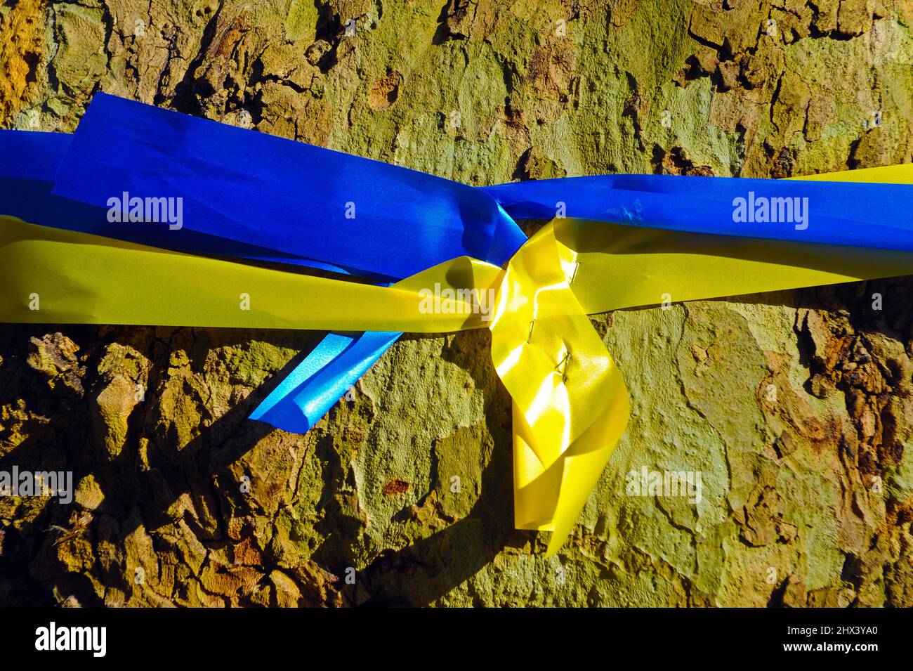 London, UK. 9th Mar, 2022. Ribbons in the colours of the Ukraine flag ...