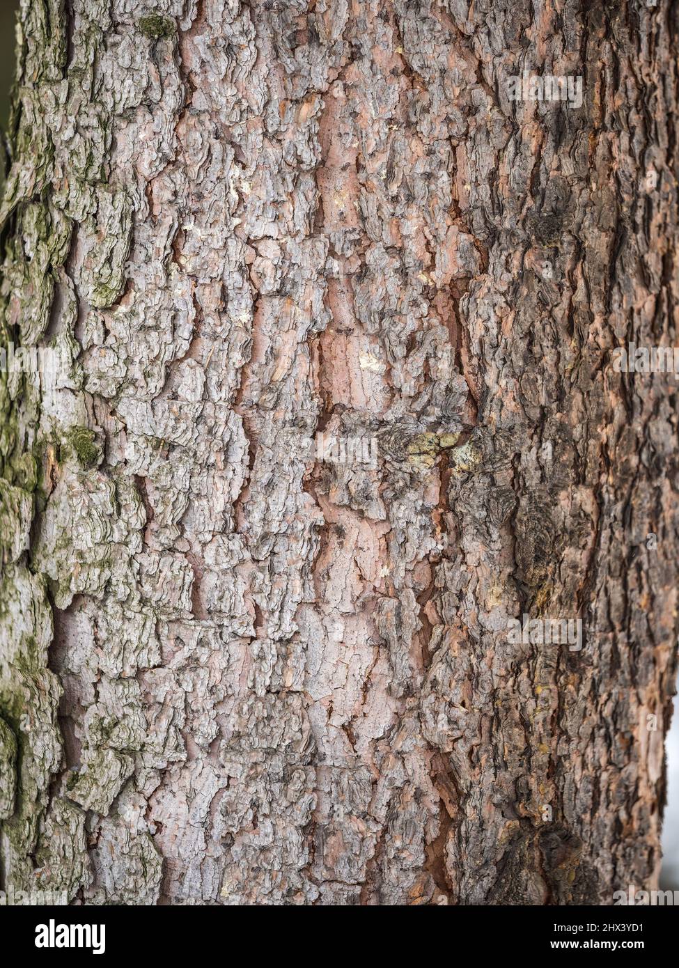 Bark texture and background of a old fir tree trunk. Detailed bark ...