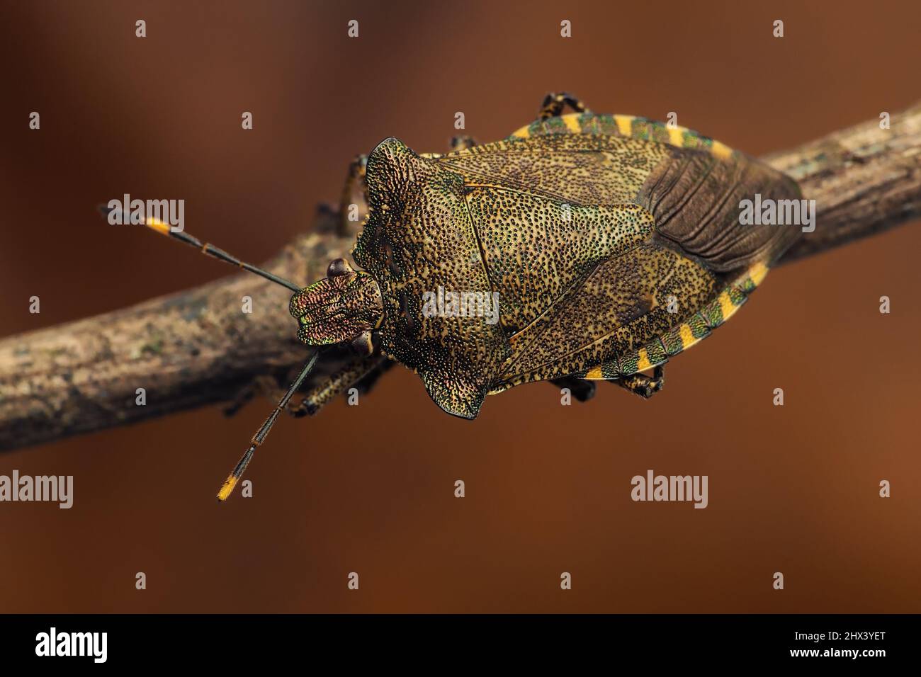 Bronze Shieldbug (Troilus luridus) crawling on twig. Tipperary, Ireland ...