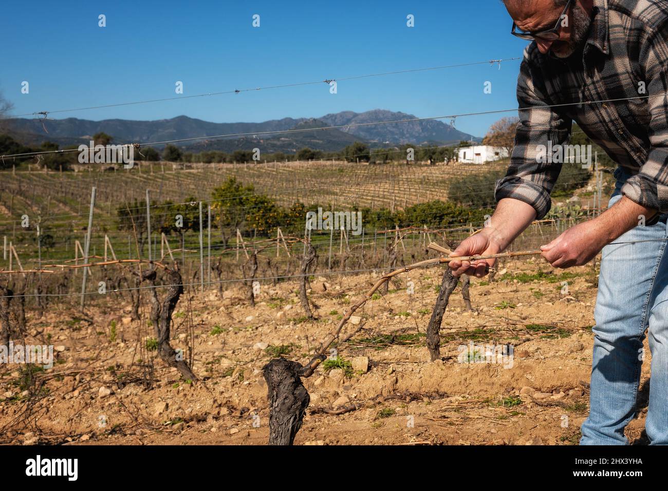 The winegrower ties the new shoot to the wire after pruning ...