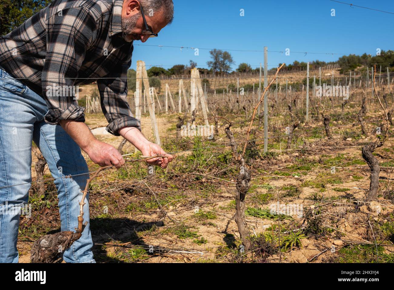 The winegrower ties the new shoot to the wire after pruning ...