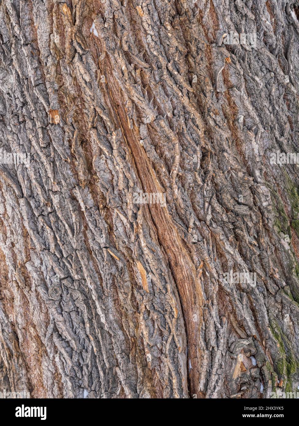 Poplar tree bark with wooden texture nature background. Texture of the ...