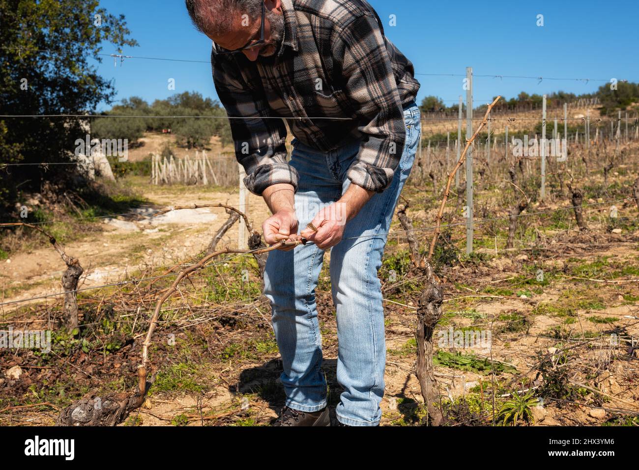 The winegrower ties the new shoot to the wire after pruning ...