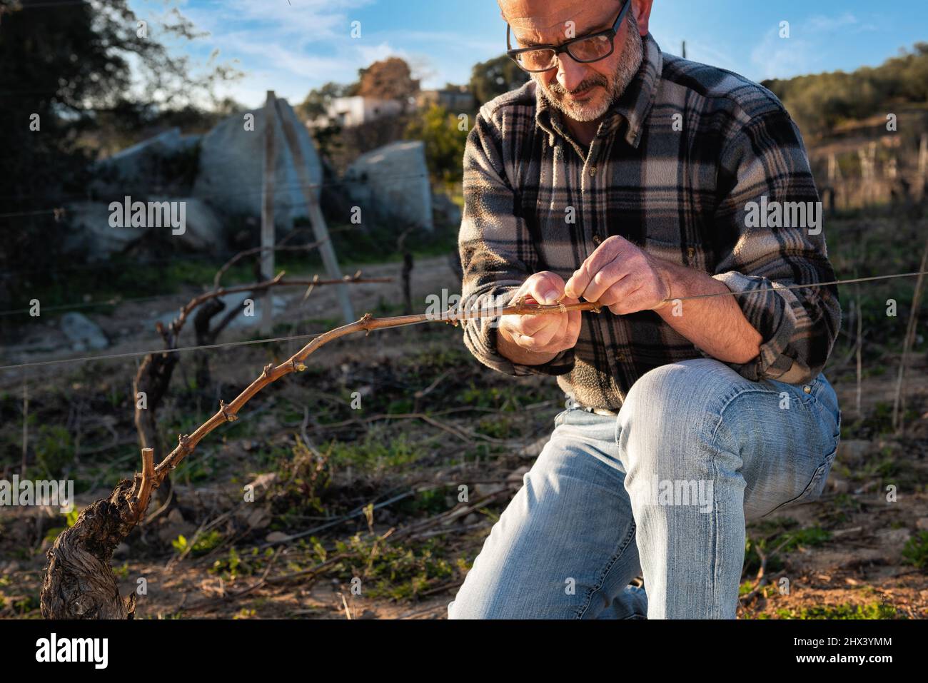 The winegrower ties the new shoot to the wire after pruning ...