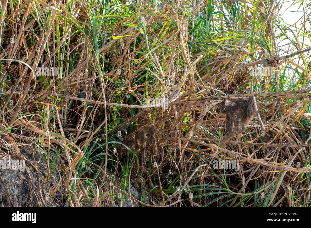 A bunch of wild cane plants inside of a forest near the river Stock ...