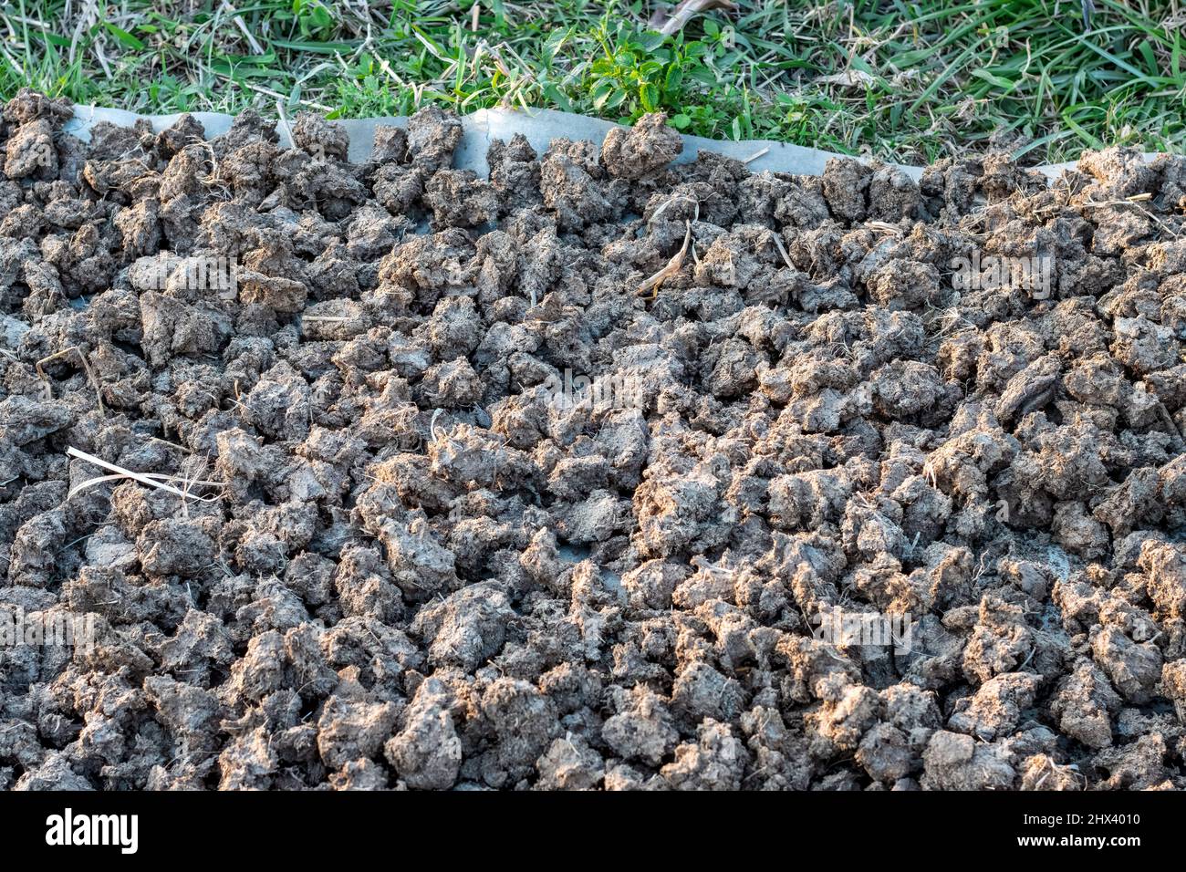 Drying cow dung for organic fertilizer and biofuel Stock Photo - Alamy