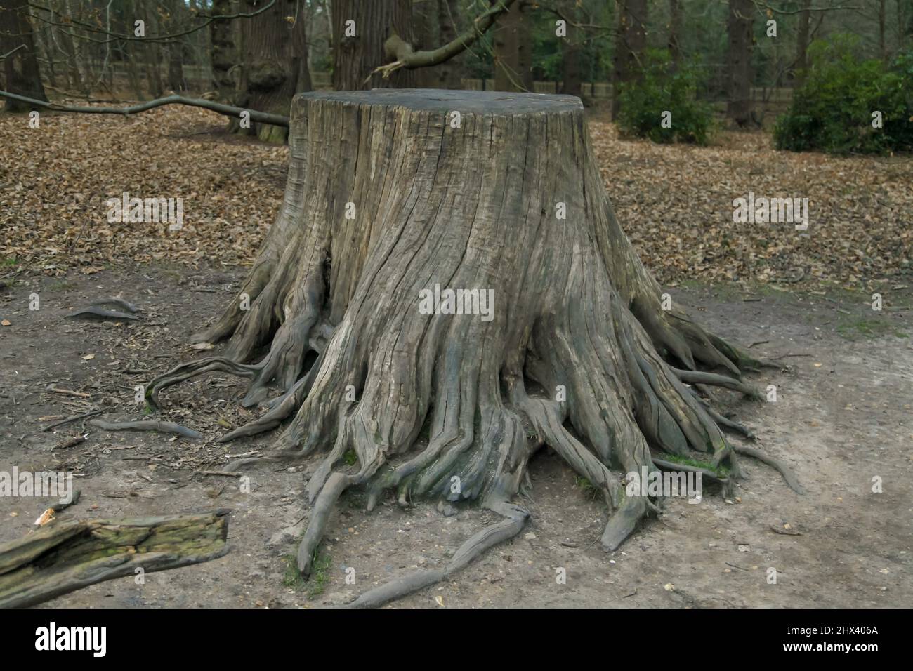 Interesting root system on cut tree stump Virginia Water Lake, Windsor ...