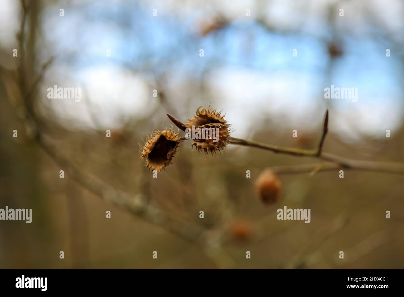 Beech nut shell hi-res stock photography and images - Alamy
