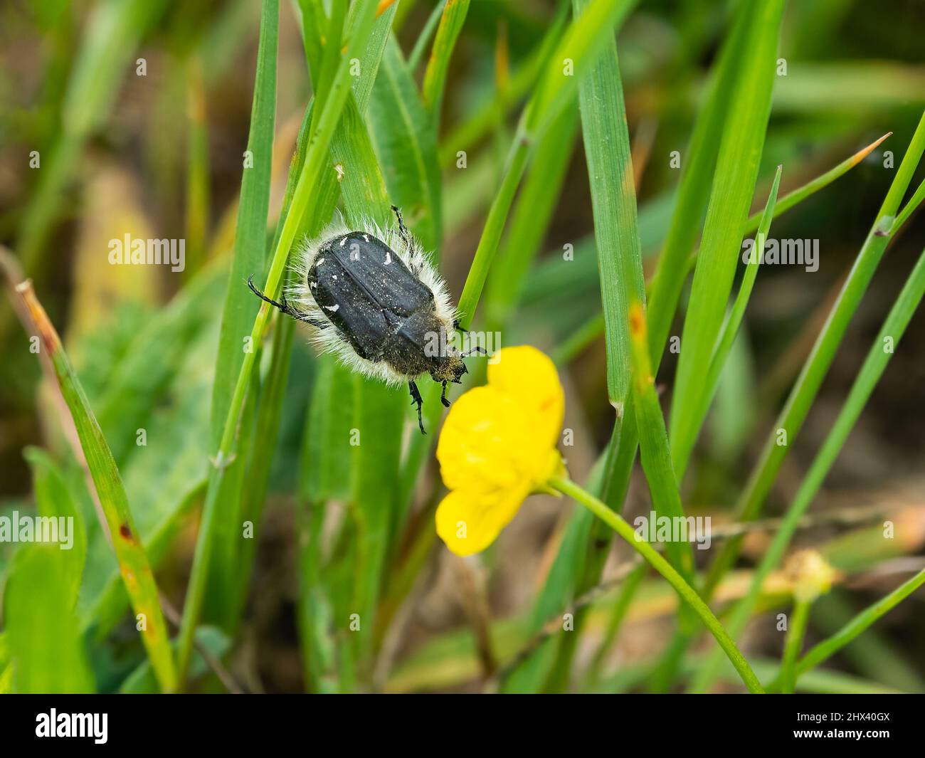 A small hairy scarb beetle (Tropinota hirta) on a yellow flower, cloudy ...