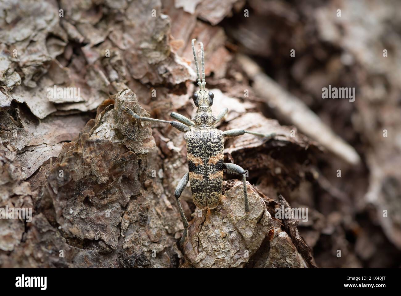 A black spotted longhorn beetle (Rhagium mordax) resting on a pine tree ...