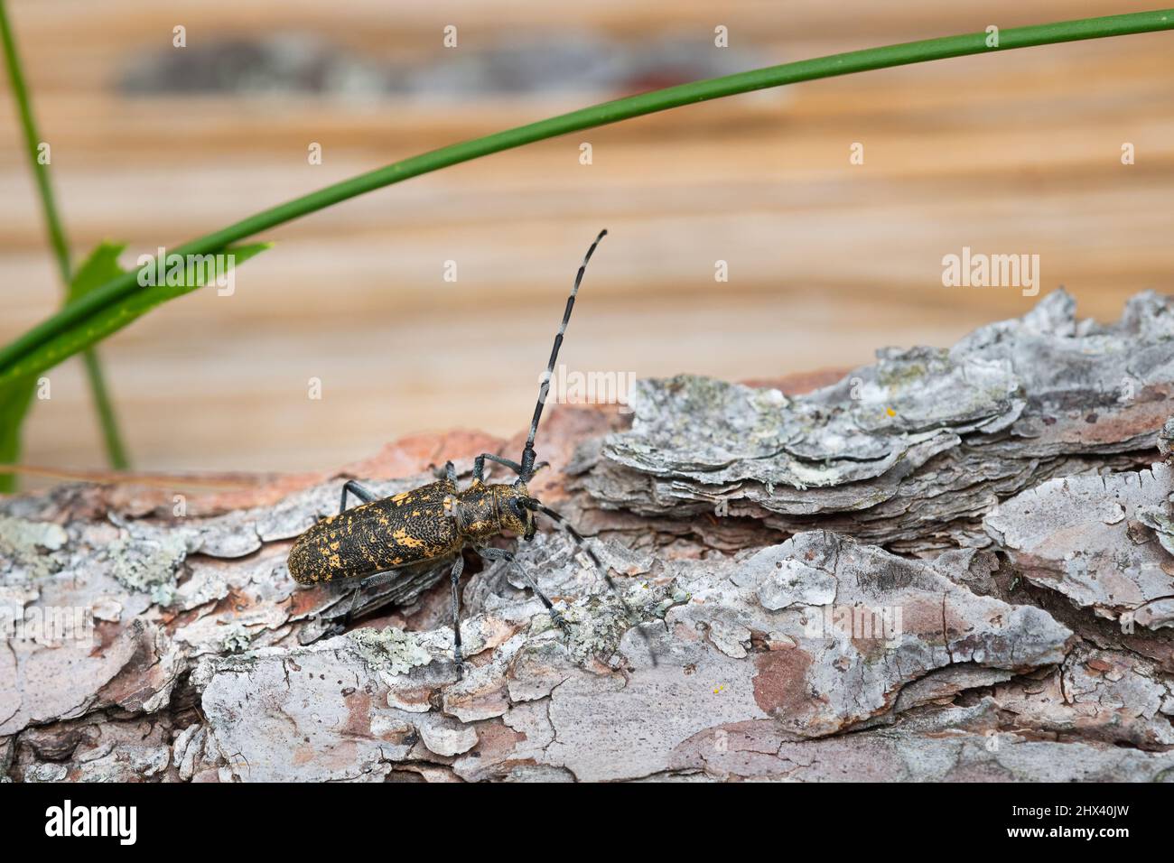 Ecosystem coleoptera hi-res stock photography and images - Alamy