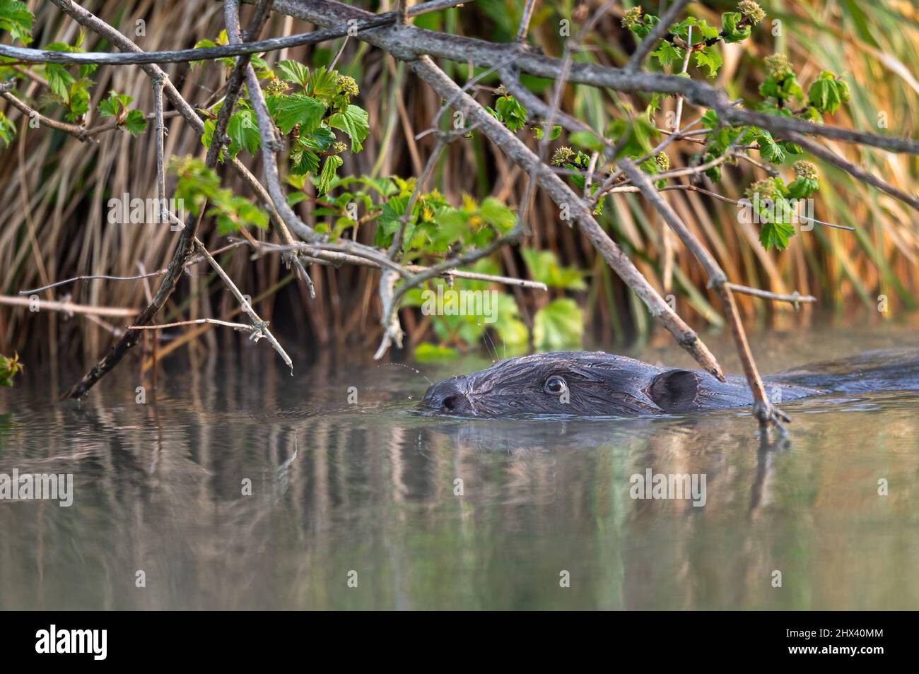 Portrait of a Eurasian beaver (Cator fiber) swimming in the morning ...