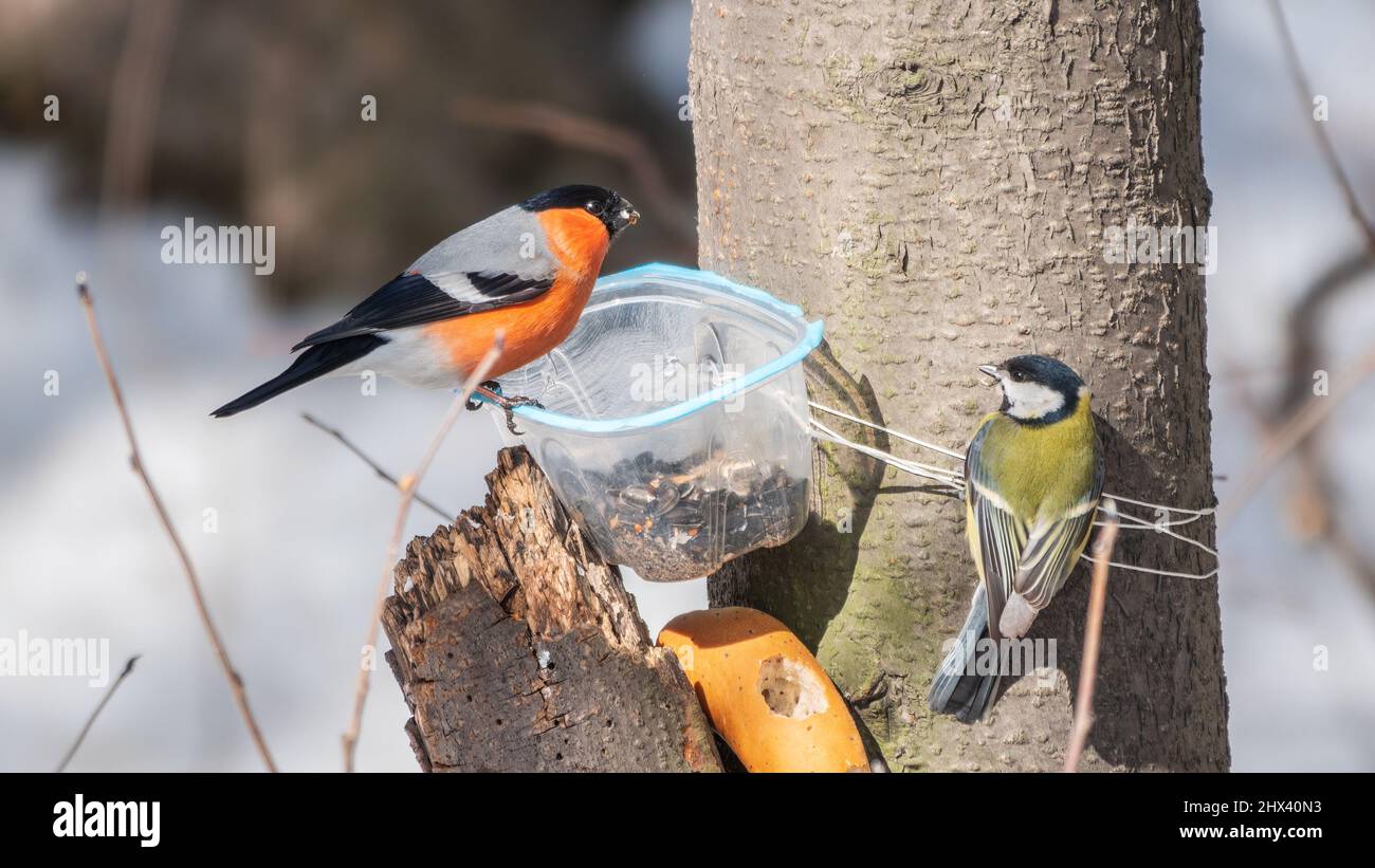 The bullfinch, common bullfinch or Eurasian bullfinch, lat. Pyrrhula ...