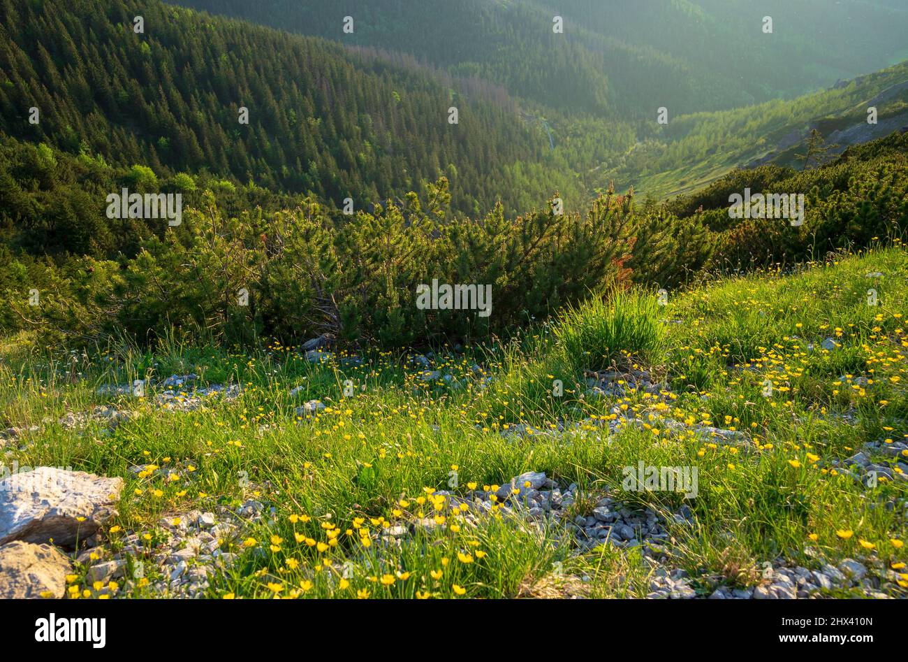 Mountain meadow with yellow flowers on Boczan. Western Tatras Stock ...