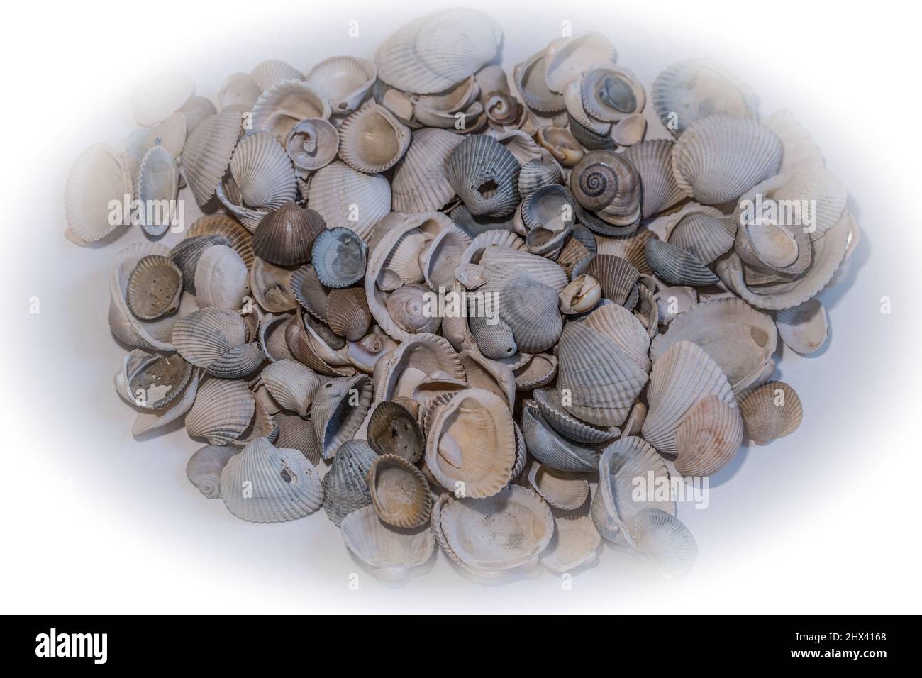 A collection of different types of seashells gathered in a pile ...
