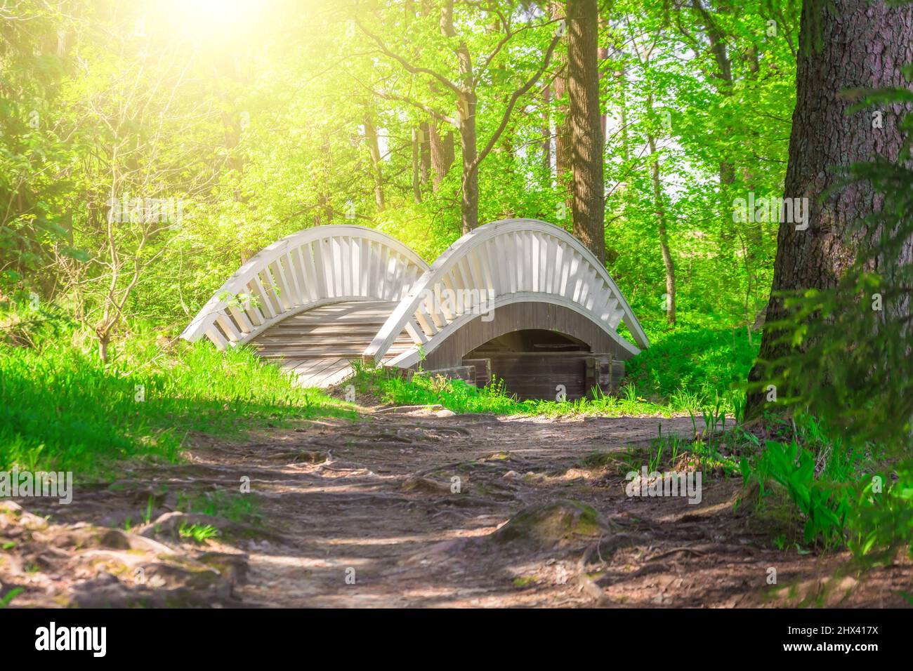 Path in a fairy forest with tree roots, thick tree crowns and a bridge ...
