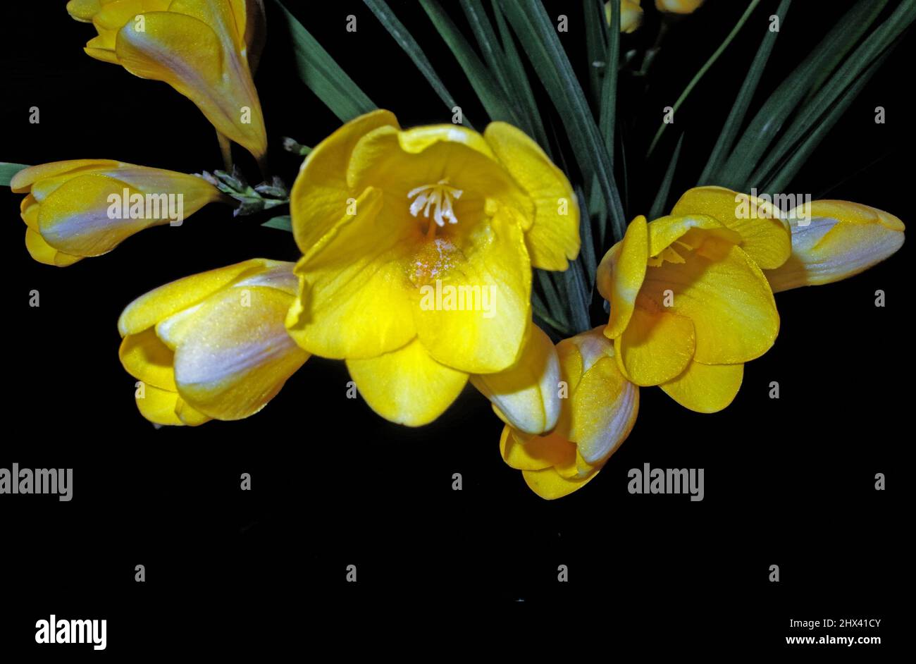 Yellow freesia (freesia refracta) close-up Stock Photo - Alamy