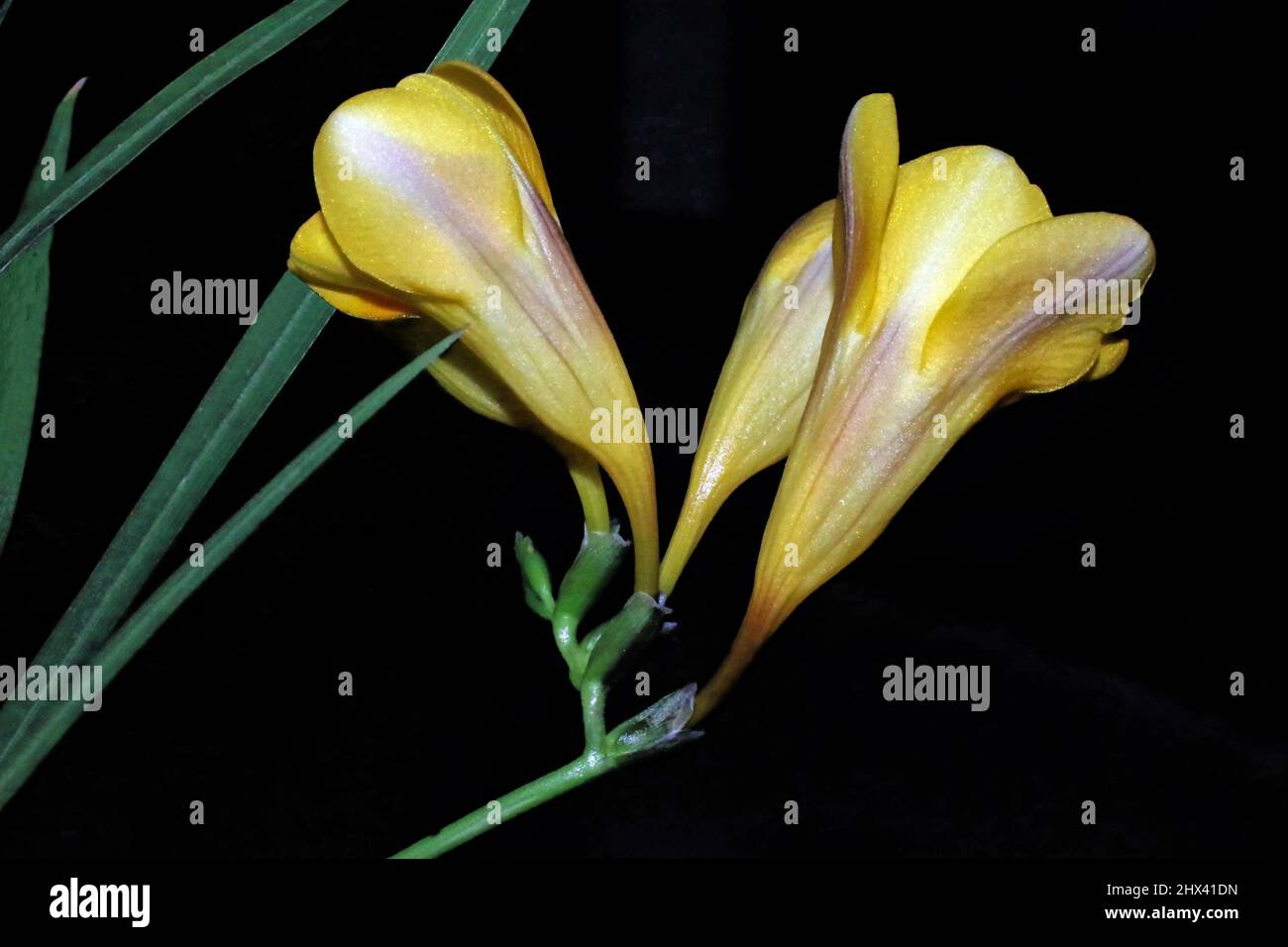 Yellow freesia (freesia refracta) close-up Stock Photo - Alamy
