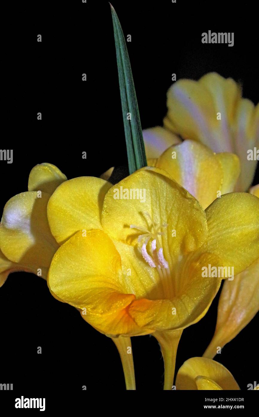 Yellow freesia (freesia refracta) close-up Stock Photo - Alamy
