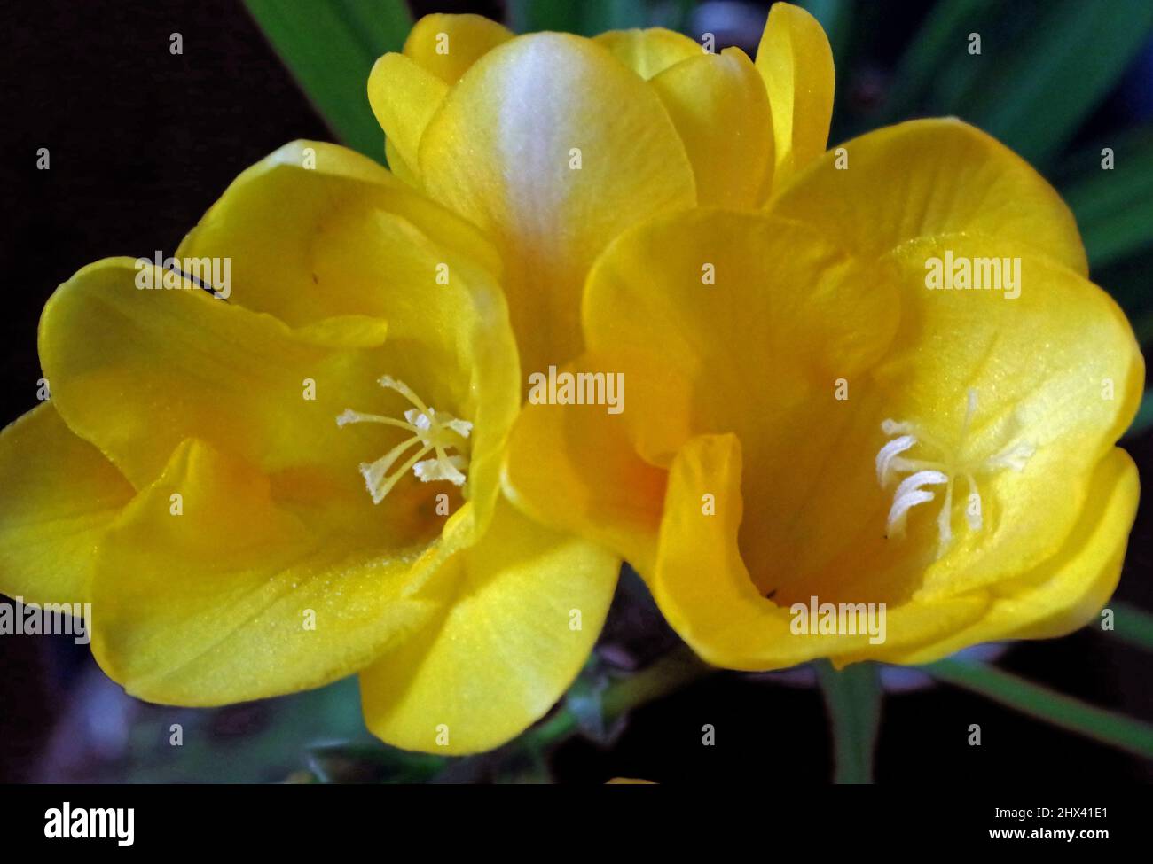 Yellow freesia (freesia refracta) close-up Stock Photo - Alamy