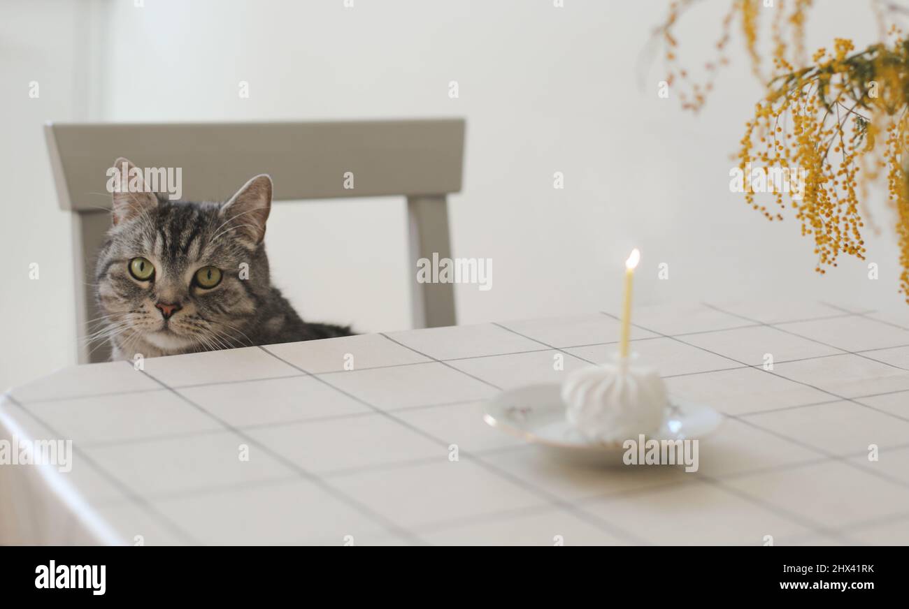 Excited Cat With Candle