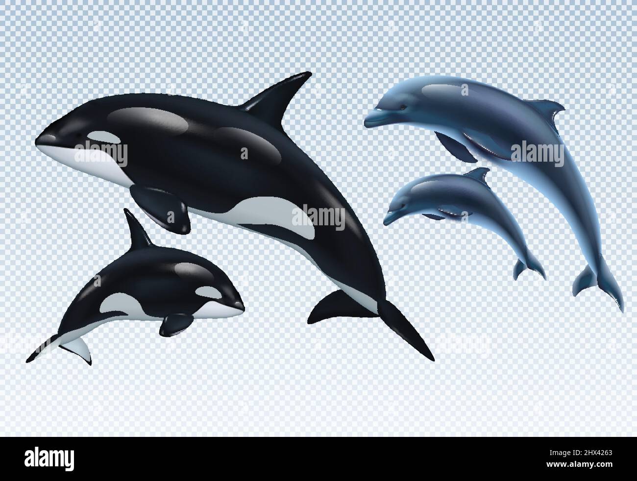 Couples dolphin and killer whale realistic transparent icon set parent ...