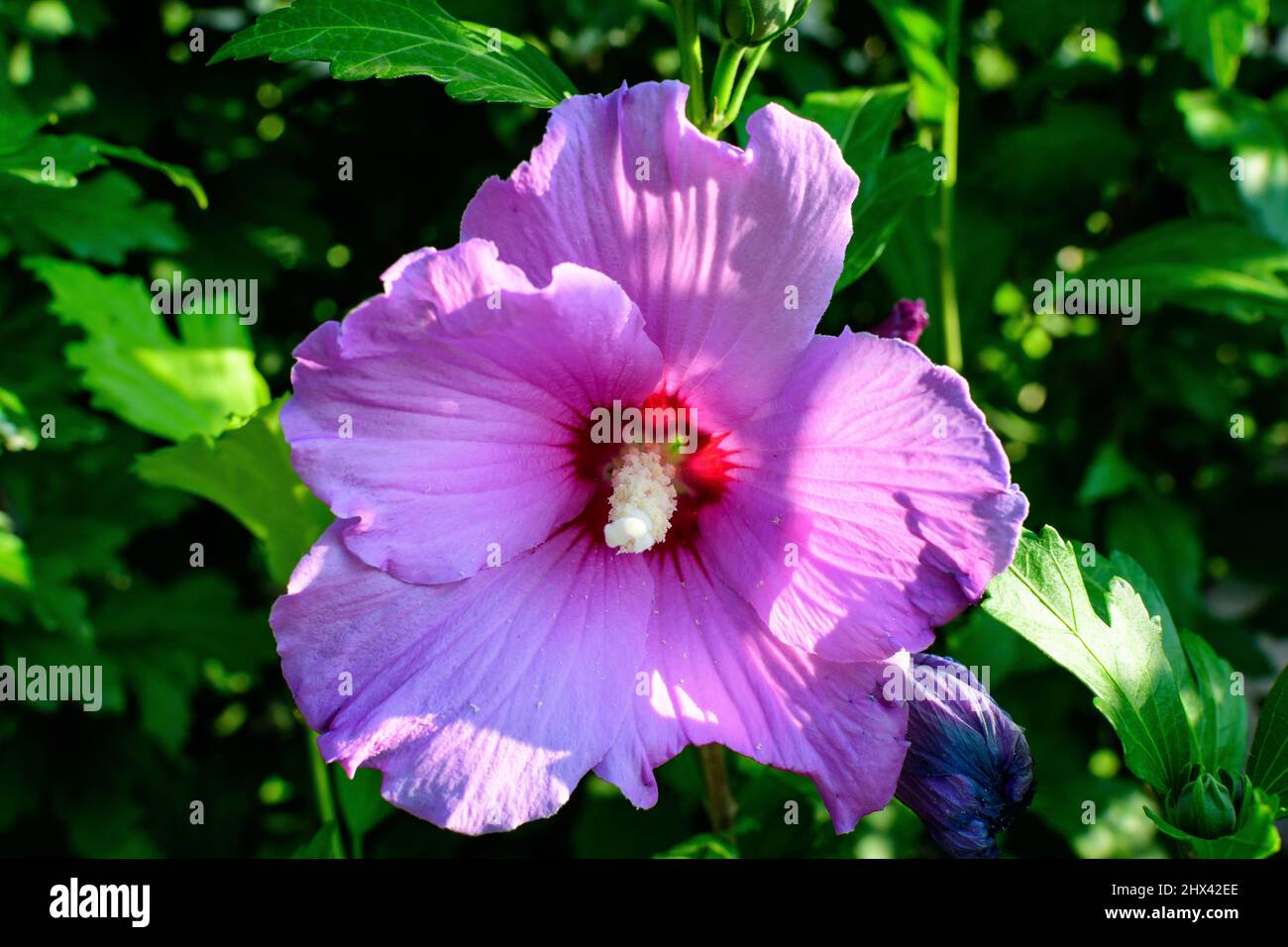 Pink delicate flower of Cornus kousa tree, commonly known as ousa ...