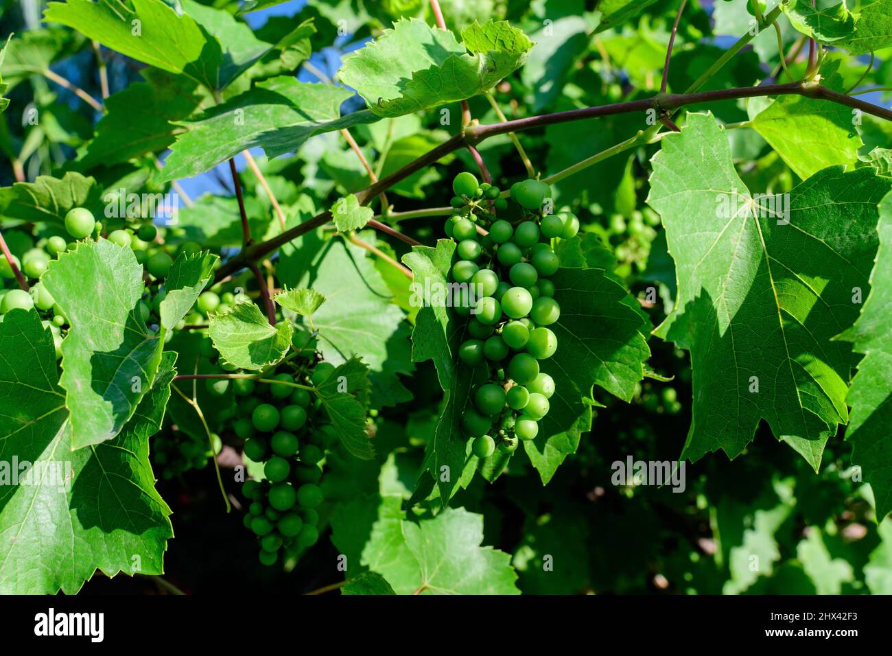 Delicate small fruits and green leaves of grape vine in a sunny summer ...
