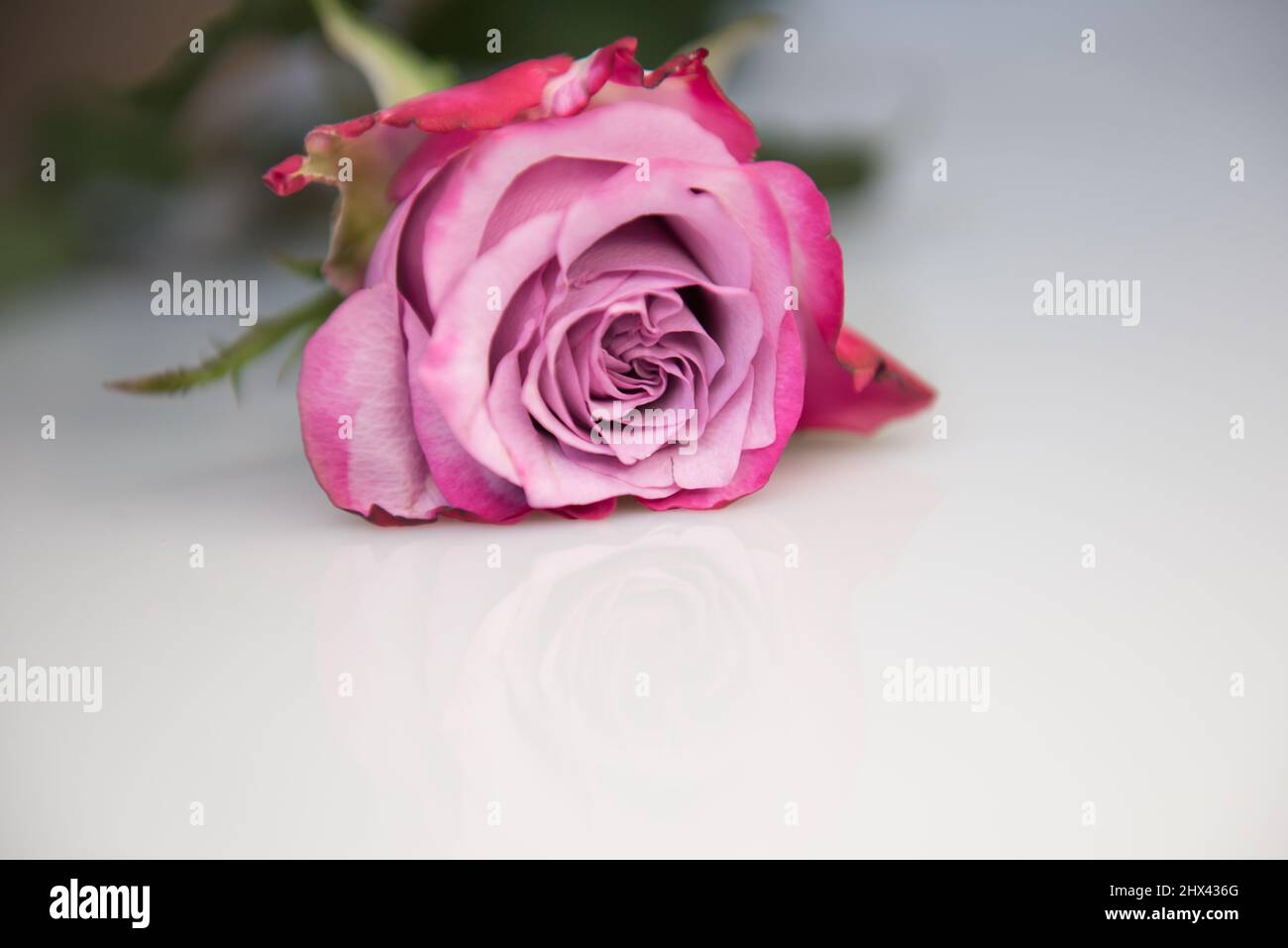 Beautiful fresh pink rose, rosebud isolated on white background Stock ...