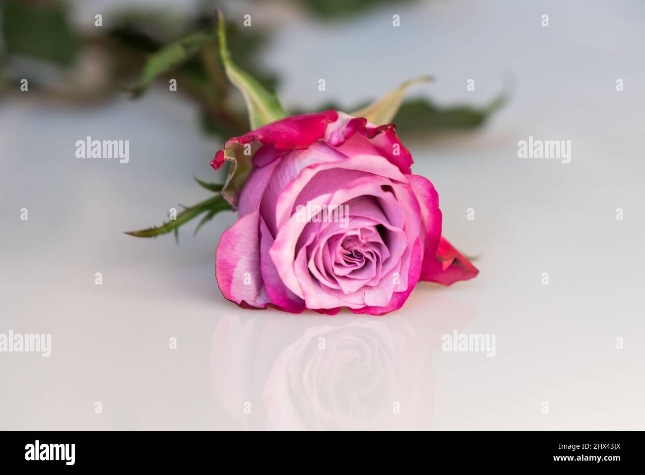 Beautiful fresh pink rose, rosebud isolated on white background Stock ...