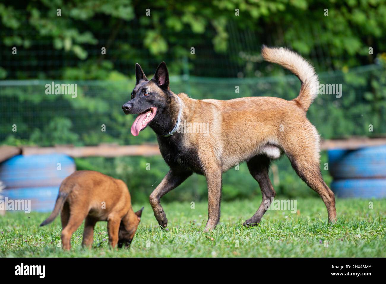 Can The Belgian Malinois Live Outside