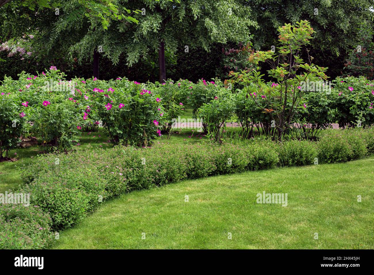 green turf grass by spring backyard with blossoms flower bed and trees ...