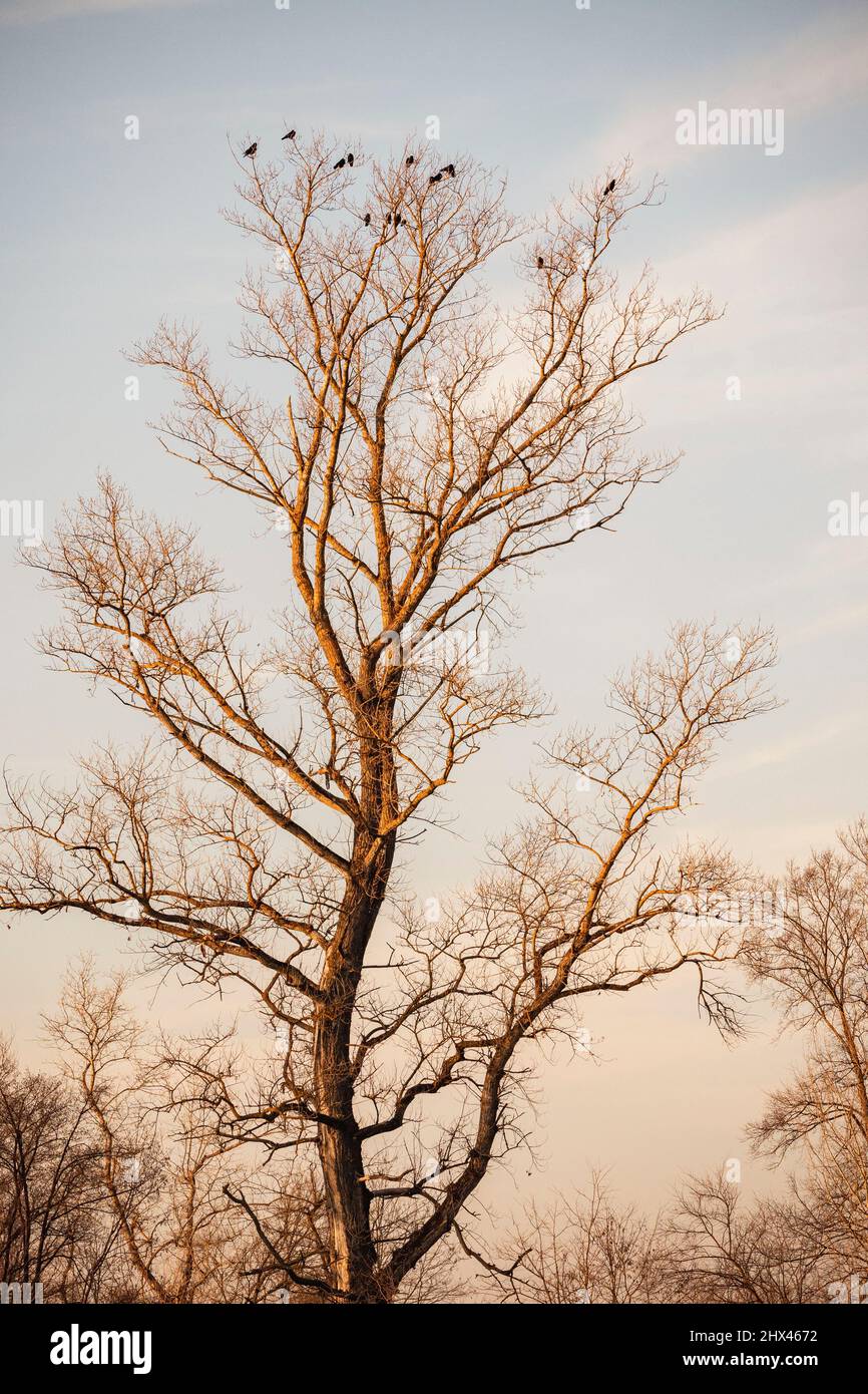 Flock of black ravens resting on the top branches of leafless, tall ...