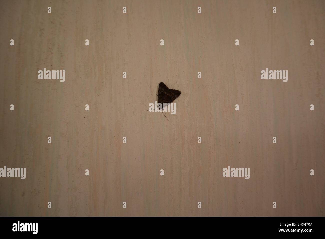 Black moth hi-res stock photography and images - Alamy