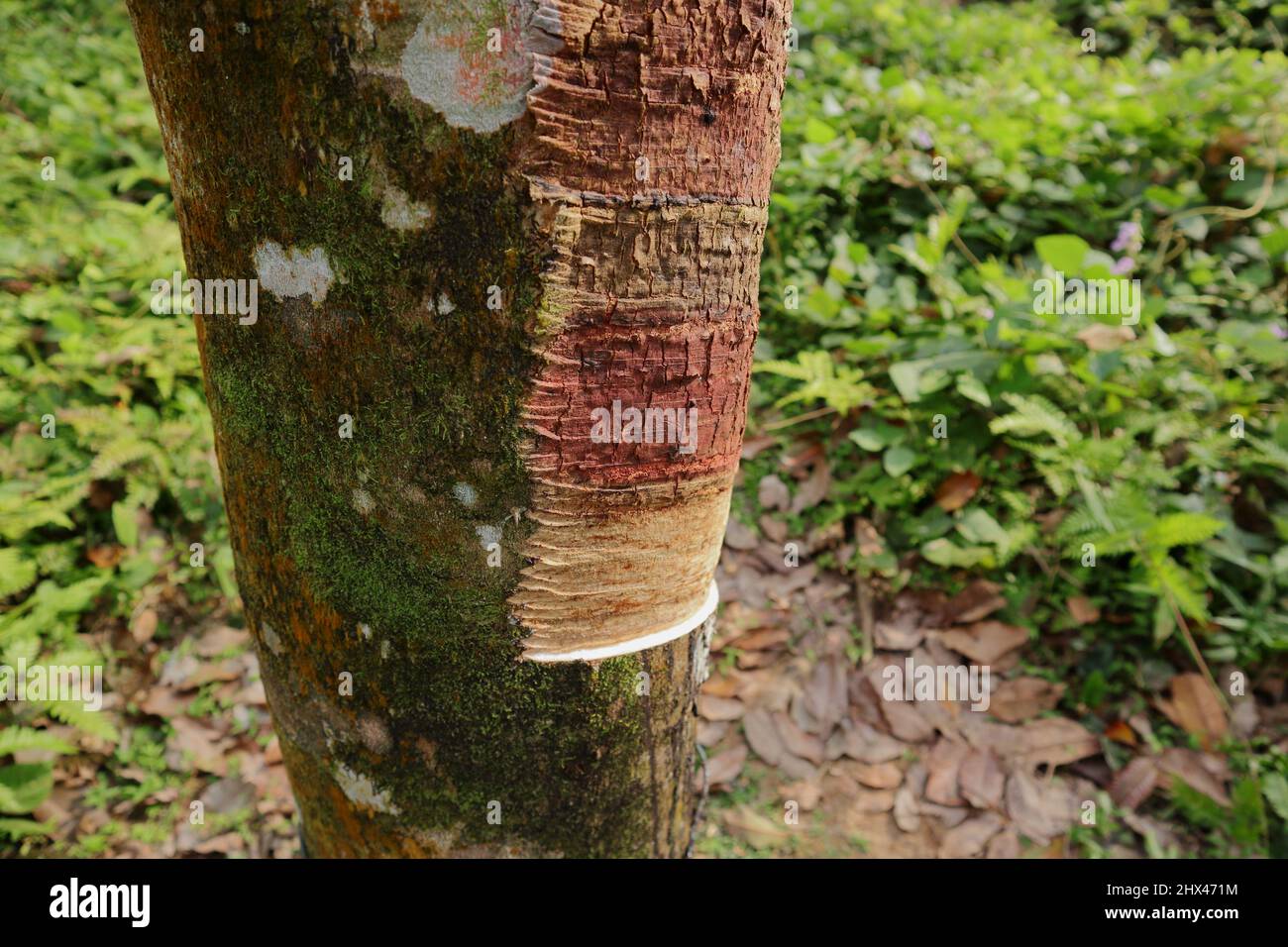 Close up of a beginning section on rubber tapping of a Rubber stem ...