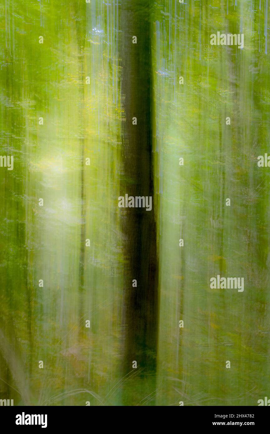Intentional camera movement icm tree hi-res stock photography and ...