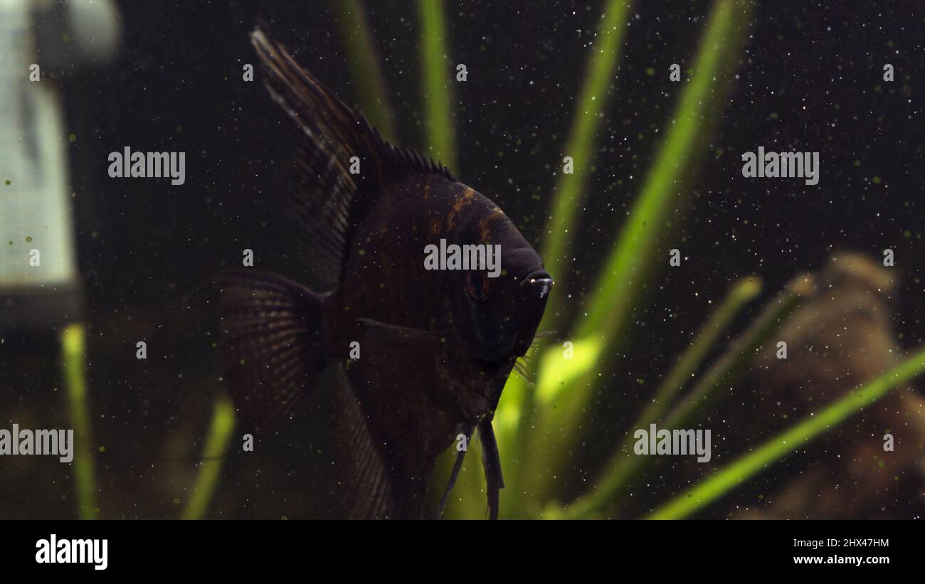 Angle fish in aquarium. Beautiful aquarium still life with swimming ...