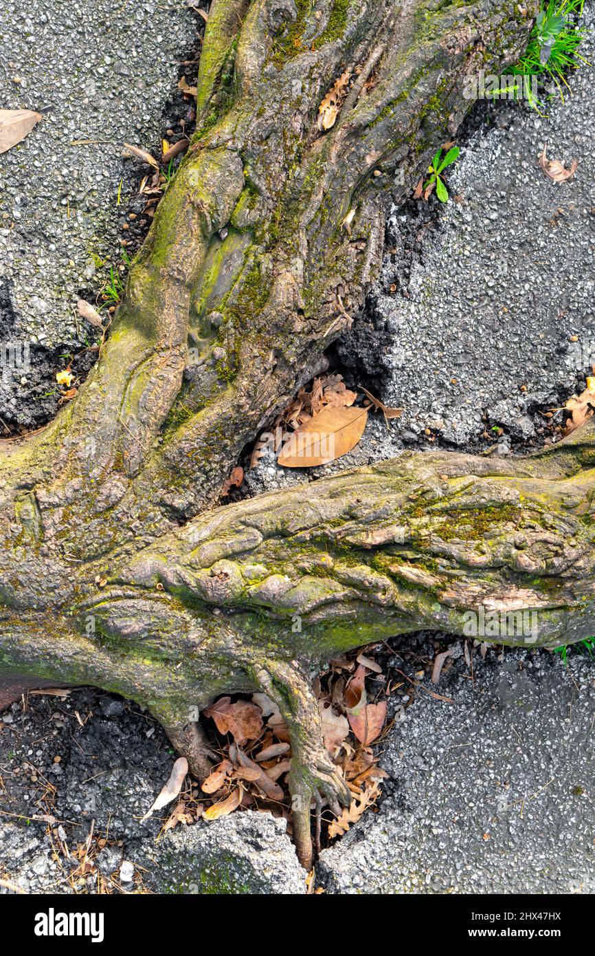 Old tree roots destroy the asphalt road pavement. Close-up. Life ...