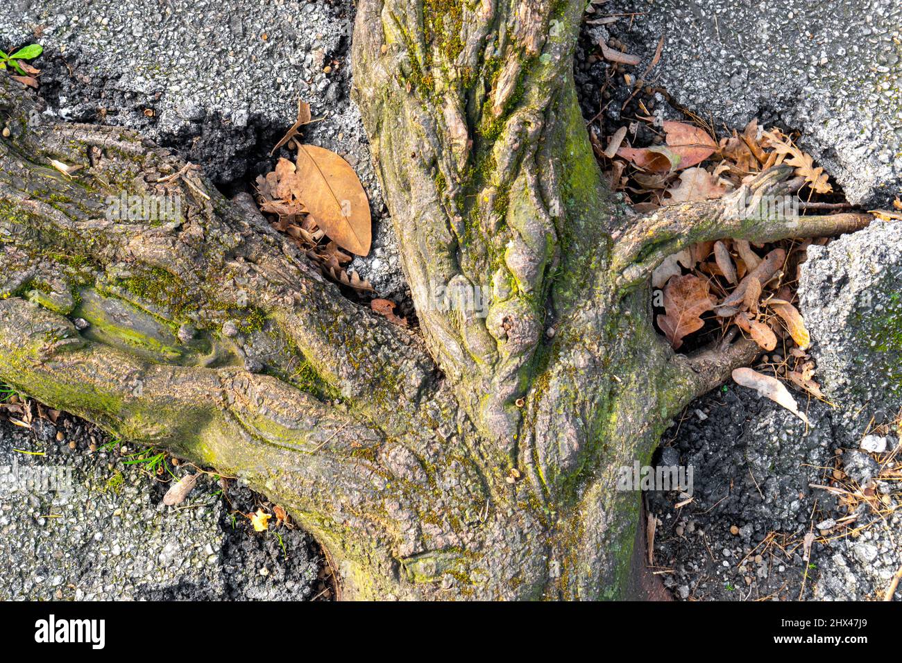 Old tree roots breaking the asphalt road pavement. Close-up Stock Photo ...