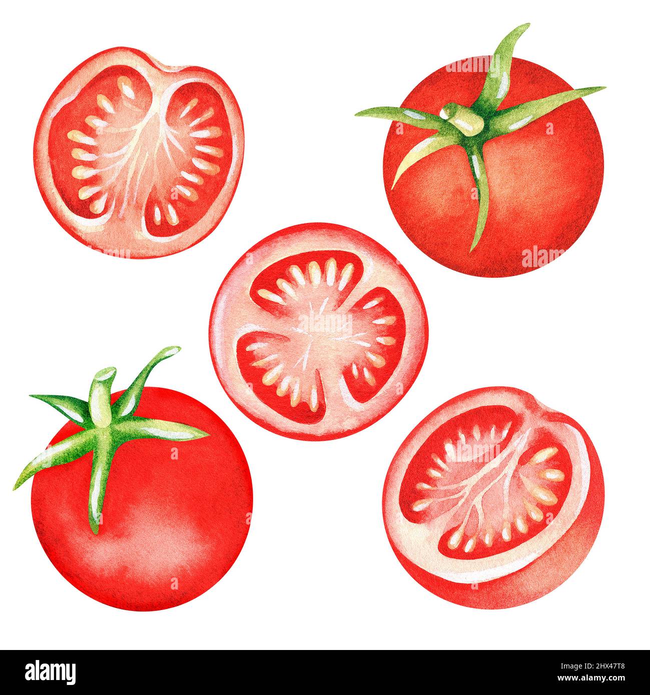 Tomatoes. Watercolor illustration. Isolated on a white background. For ...