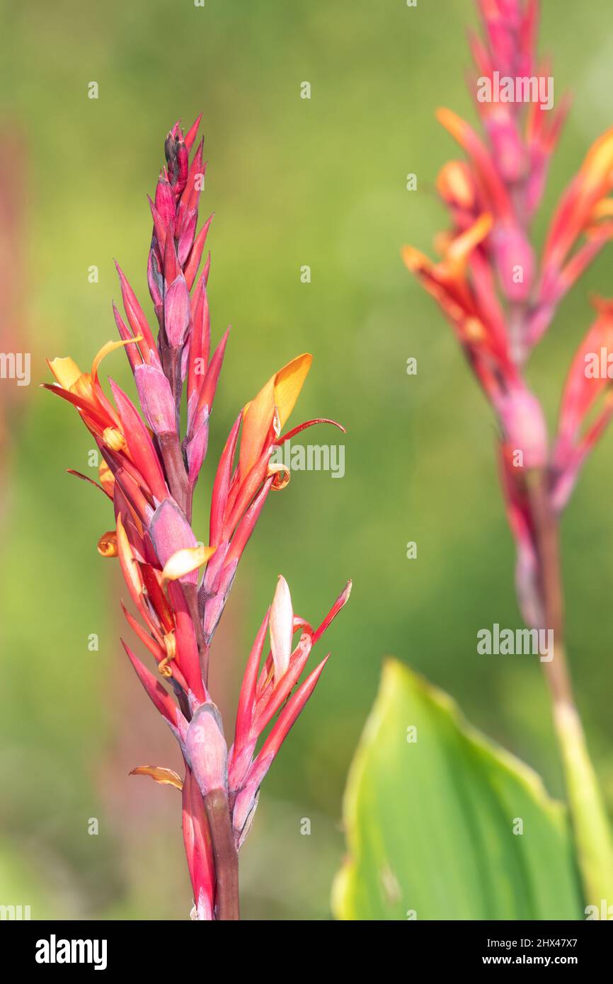 Close up of Indian shot (canna indica) flowers in bloom Stock Photo - Alamy