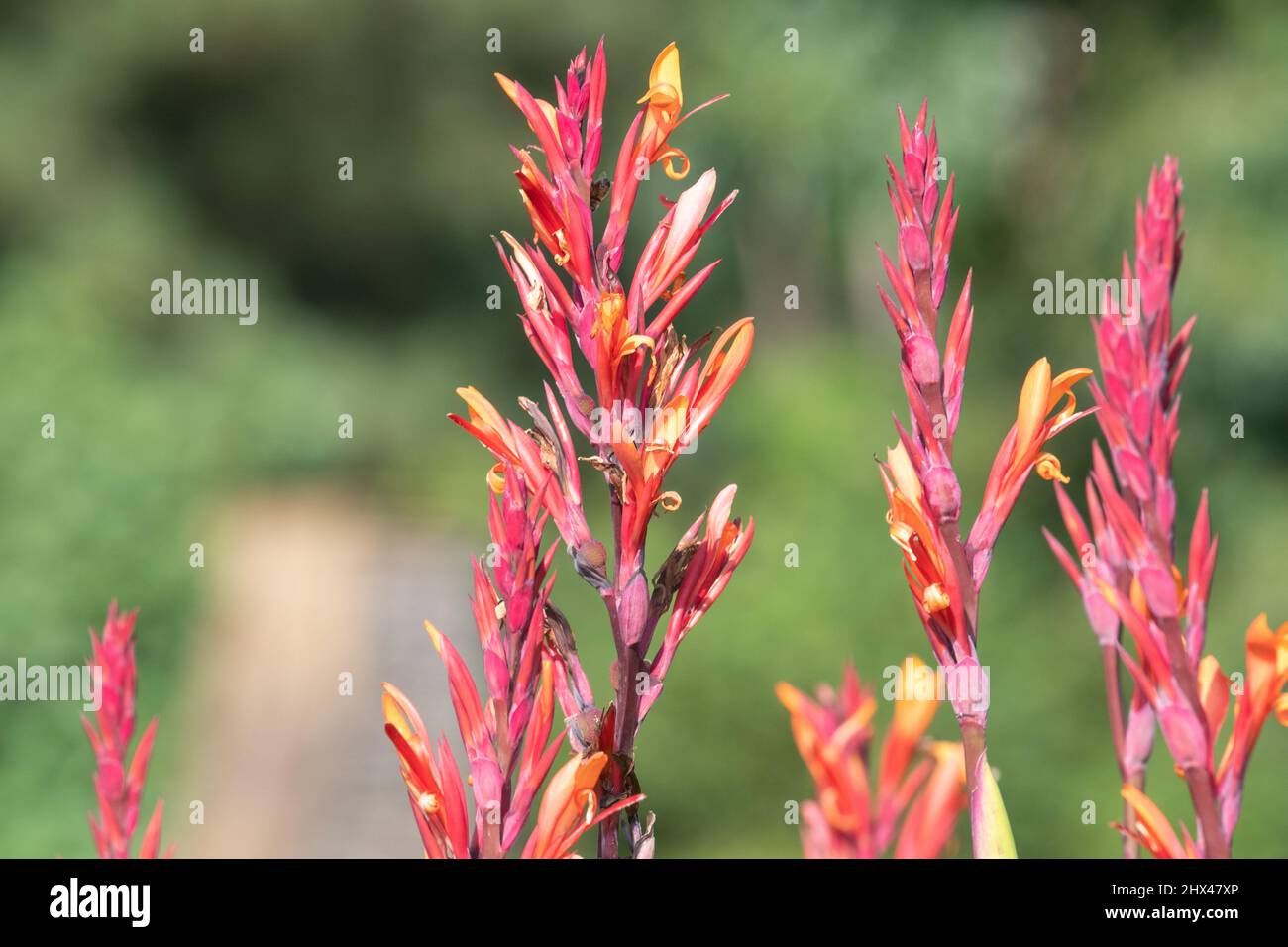 Close up of Indian shot (canna indica) flowers in bloom Stock Photo - Alamy