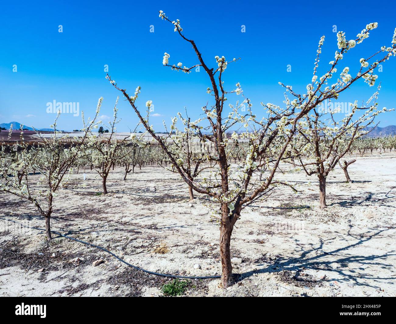 Apricot trees apricot trees hi-res stock photography and images - Alamy