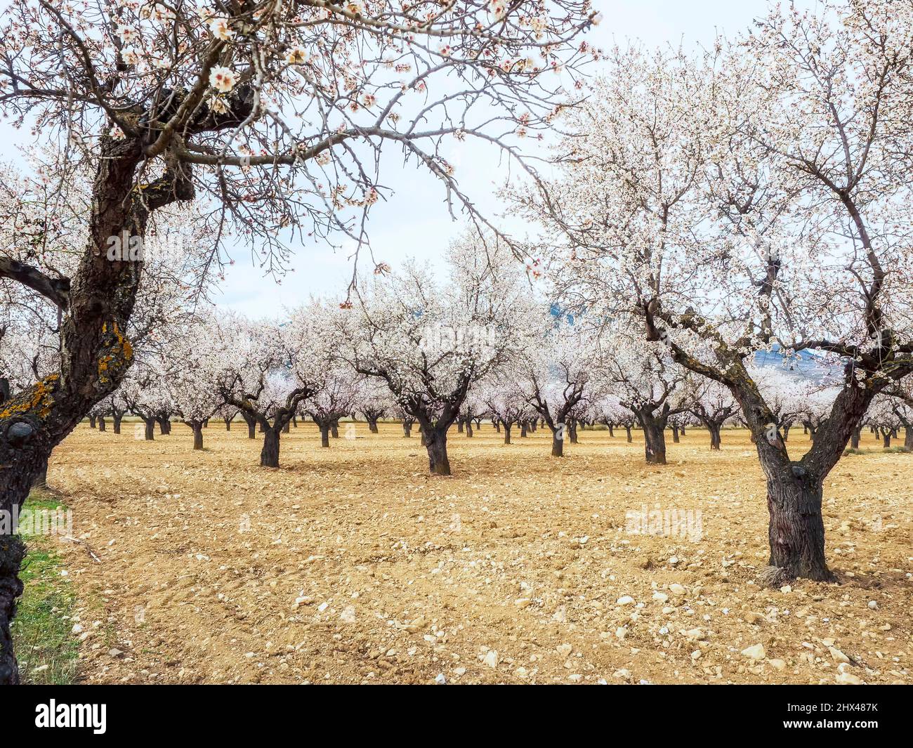 Blossom trees rows hi-res stock photography and images - Alamy