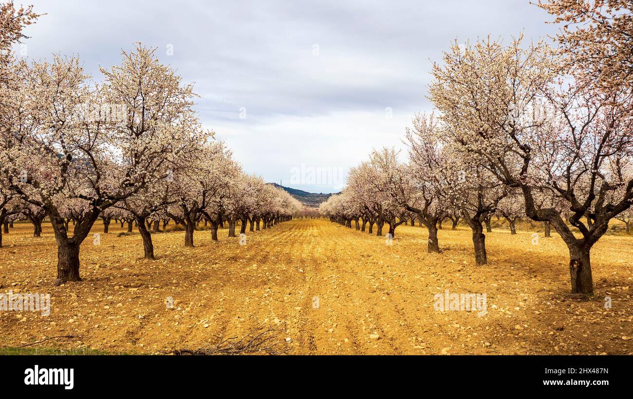 Rows of fruit trees in blossom in Murcia Stock Photo - Alamy