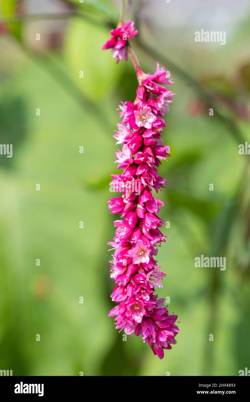 Persicaria amplexicauilis hi-res stock photography and images - Alamy