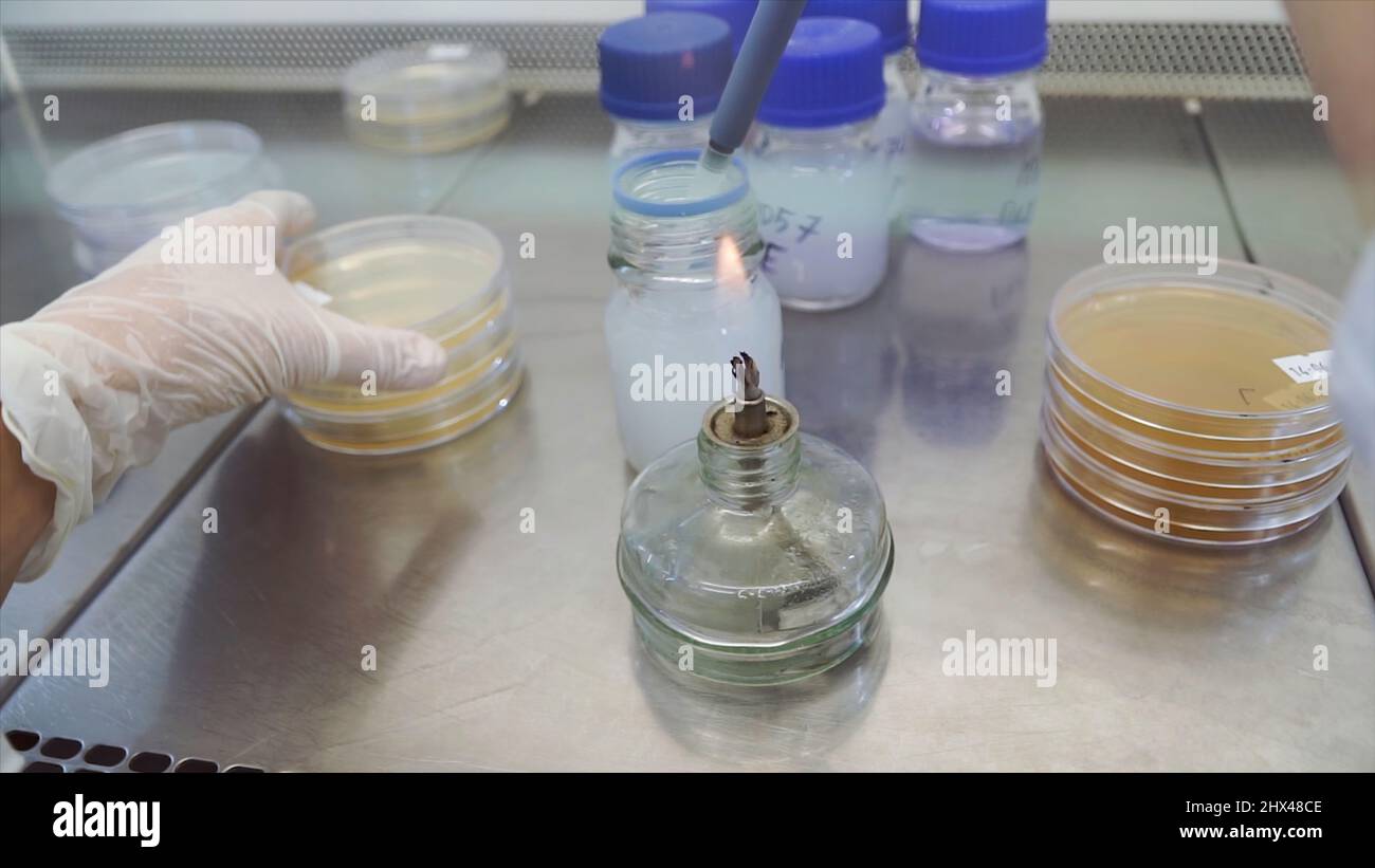 Bunsen Burner flame test in the science laboratory. Flaming a tube in ...